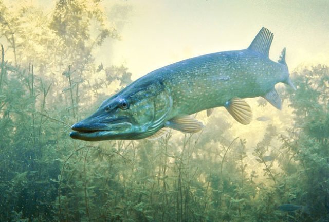 ᐅ (Early) spring pike fishing ᐅ【Tips + Hotspots → [The FishFinders】