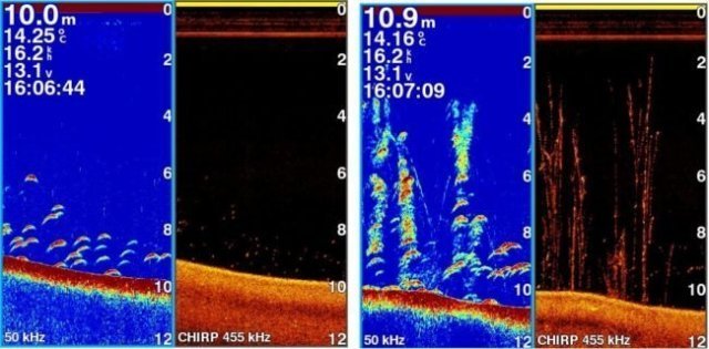 ᐅ Understand fishfinder sonar images ᐅ【The FishFinders】