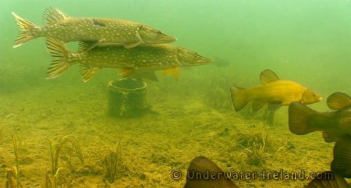 lllᐅ The (northern) pike: The ultimate guide【2021】⋆⋆