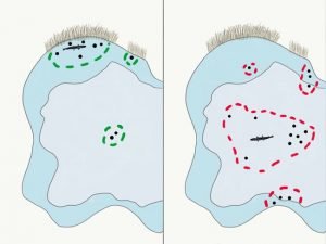 lllᐅ The (northern) pike: The ultimate guide【2021】⋆⋆